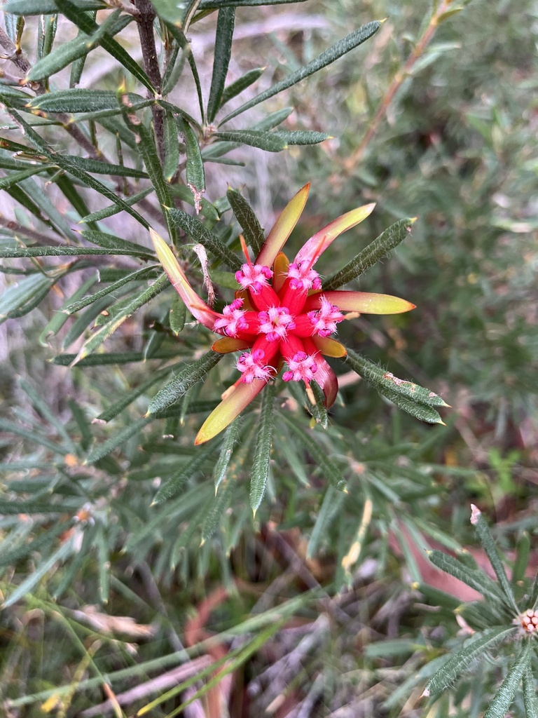 Mountain Devil from Heathcote, NSW, AU on June 04, 2023 at 08:55 AM by ...