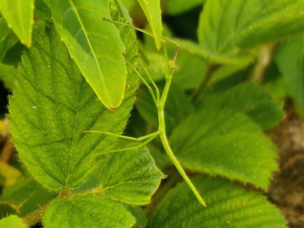 Smooth Stick Insect in May 2023 by Alexandria Mc. · iNaturalist