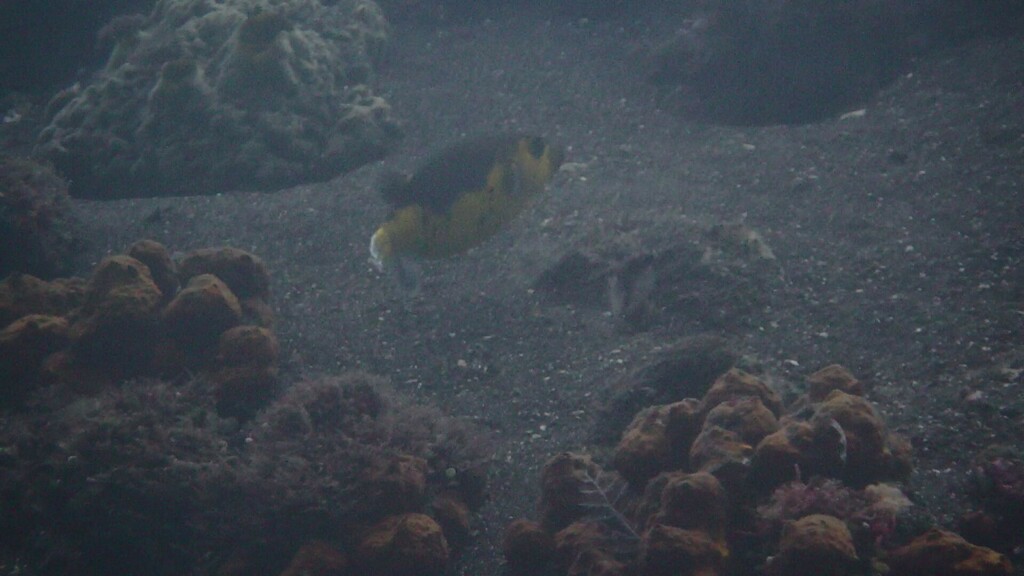 Blackspotted Puffer from Sea, PHFV+JM6, Kec. Kubu, Kubu, Bali 80852印尼 ...