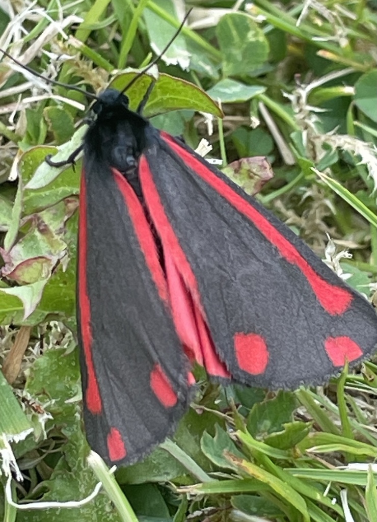 Cinnabar moth from Main St, Kirkcaldy, Scotland, GB on June 4, 2023 at ...