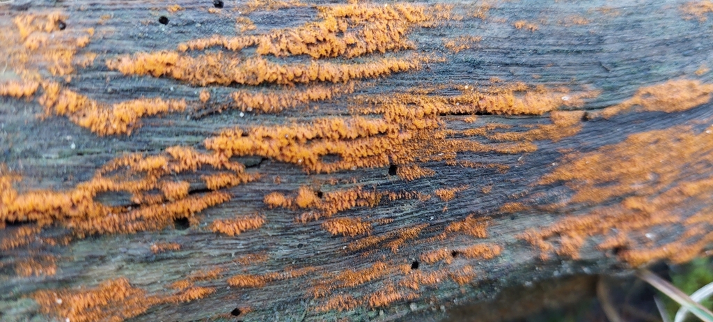 Orange Terrestrial Algae from Belgrave South VIC 3160, Australia on ...