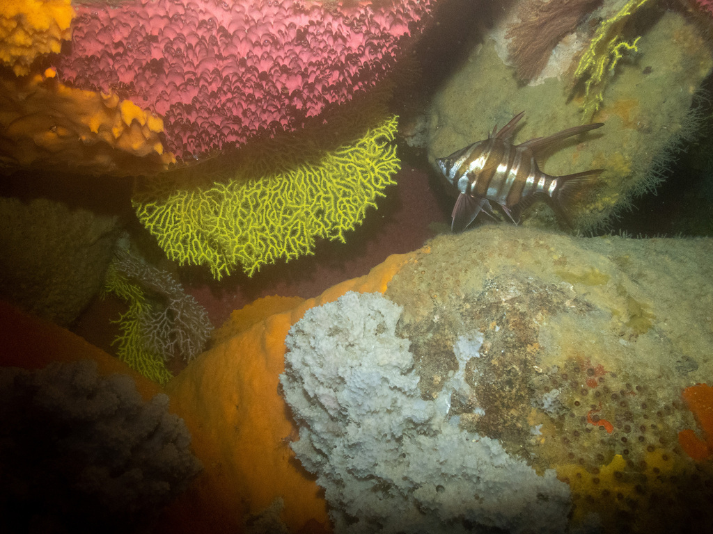 Melithaea zimmeri from Sorrento VIC 3943, Australia on June 03, 2023 at ...