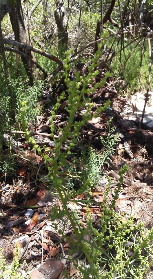 Common Ragweed (SPC Bay Pines STEM Center Flora and Fauna) · iNaturalist