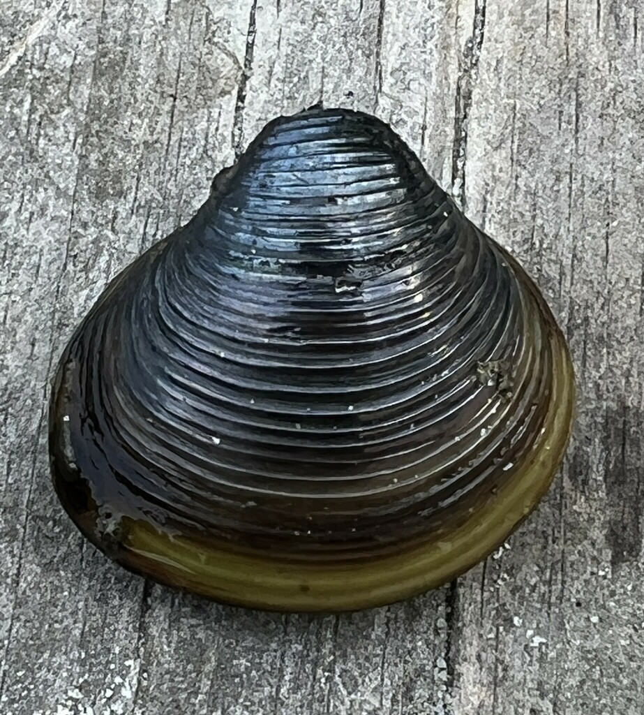 Asian Clam in June 2023 by Dave Webb. 27 mm wide. Found in spring-fed ...