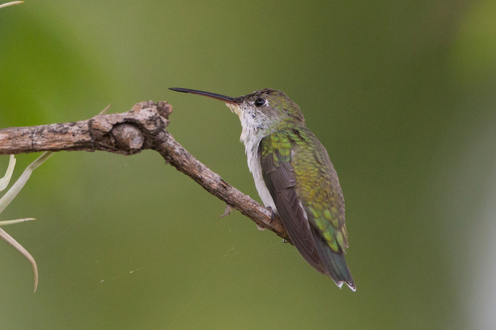 White-bellied Hummingbird from Salta, Salta Province, Argentina on ...