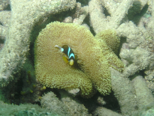 Observations by dangerdog · iNaturalist