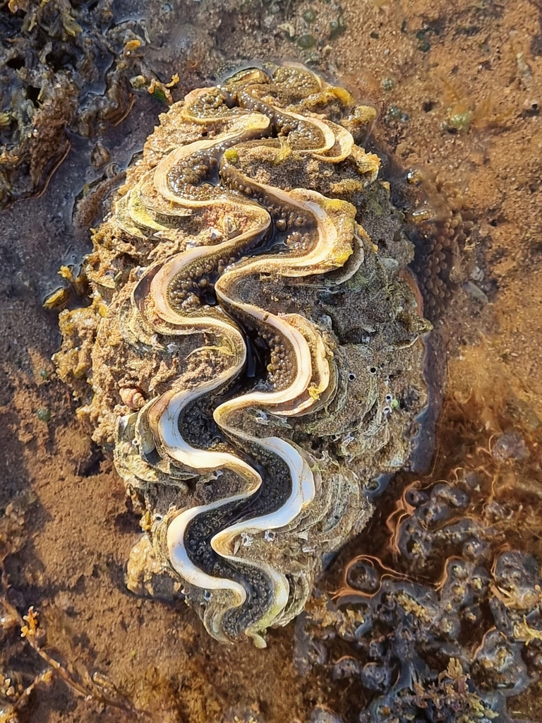 Giant Clams from Port Hedland WA 6721, Australia on June 4, 2023 at 04: ...