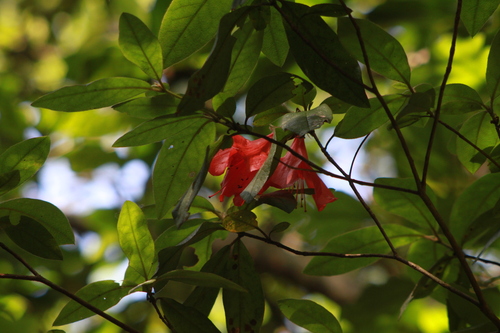 Subspecies Rhododendron scabrum amanoi · iNaturalist