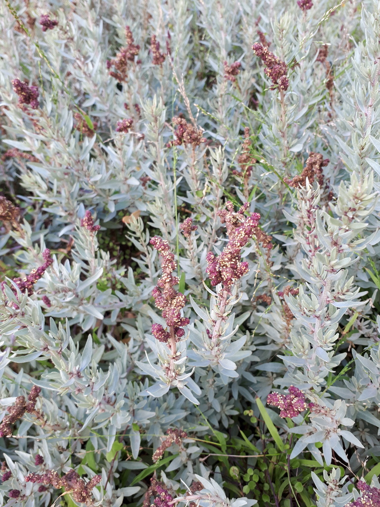 Grey Saltbush on November 29, 2018 at 06:22 PM by Robyn Smith ...