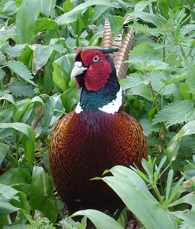 Ring-necked Pheasant from London, England, United Kingdom on April 17 ...