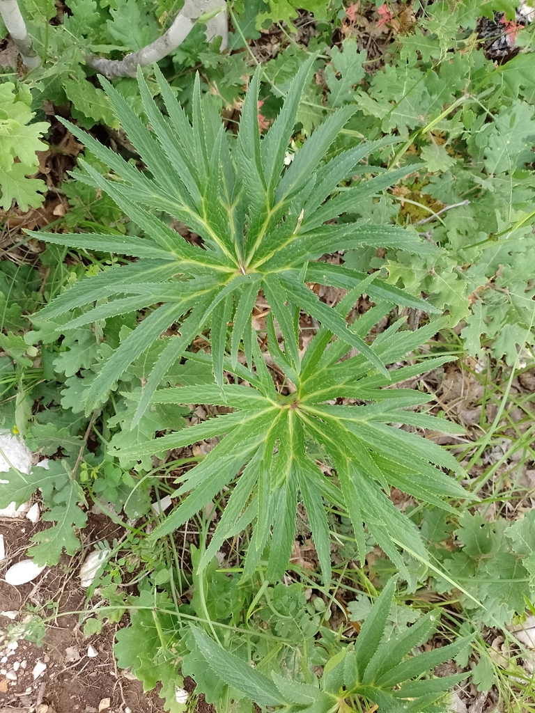 Helleborus multifidus from Prgomet, Hrvatska on June 4, 2023 at 07:05 ...