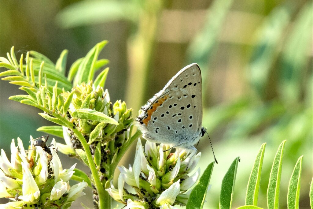 Gray Copper in June 2023 by Steve Kruse · iNaturalist