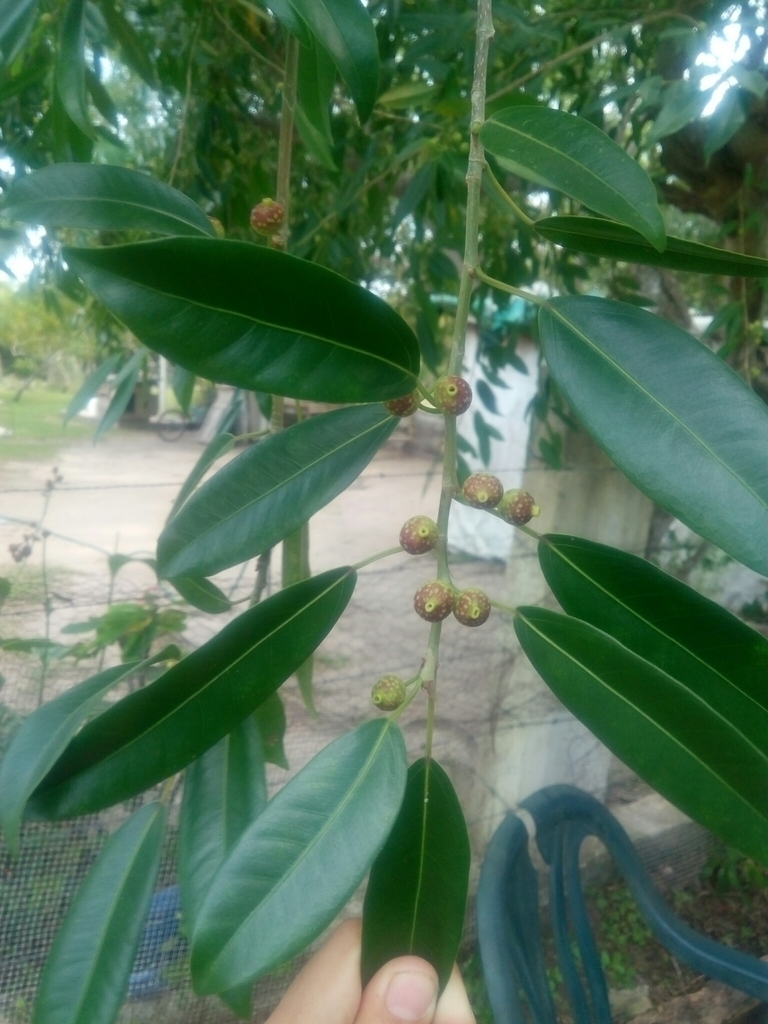 Ficus pertusa from Camino a Tancol 501, Mirador, 89357 Tampico, Tamps ...