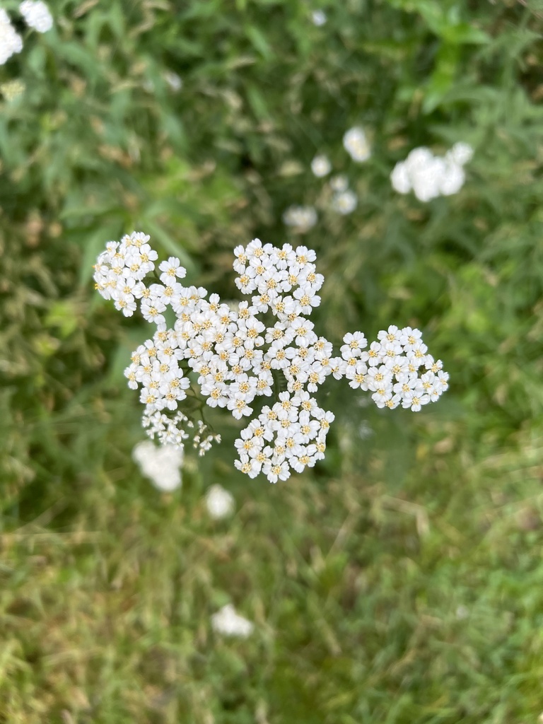 common yarrow from Farbach-Werner Nature Preserve, Cincinnati, OH, US ...