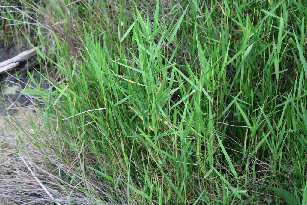 Maidencane from Miami-Dade County, FL, USA on May 18, 2023 at 04:24 PM ...