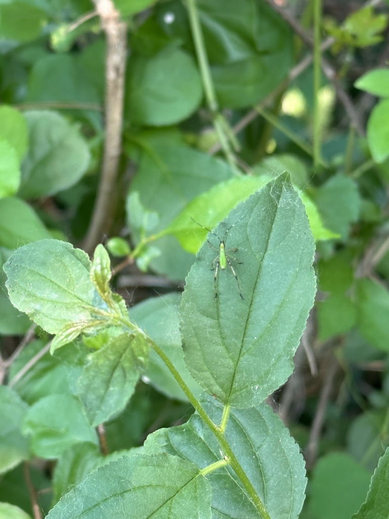 Katydids from Yale St, Livonia, MI, US on June 4, 2023 at 03:47 PM by ...