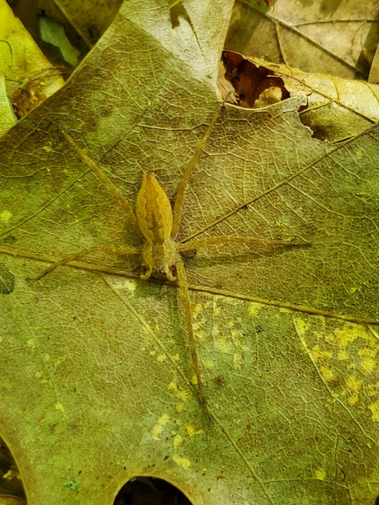 American Nursery Web Spider from Cuyahoga Valley National Park, OH, US ...
