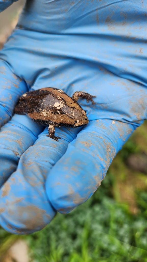 Eastern Narrow-mouthed Toad in June 2023 by vwmp1 · iNaturalist