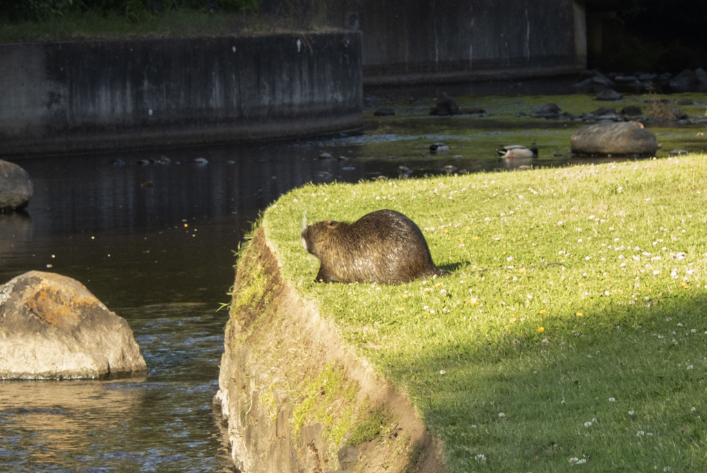 Coypu from Central Area, Salem, OR, USA on June 3, 2023 at 09:10 PM by ...