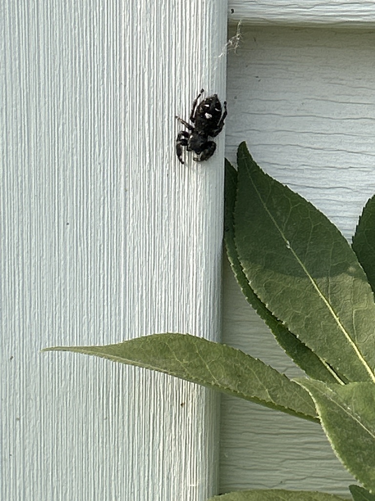 Bold Jumping Spider from Melville Ave, East Chicago, IN, US on June 4 ...