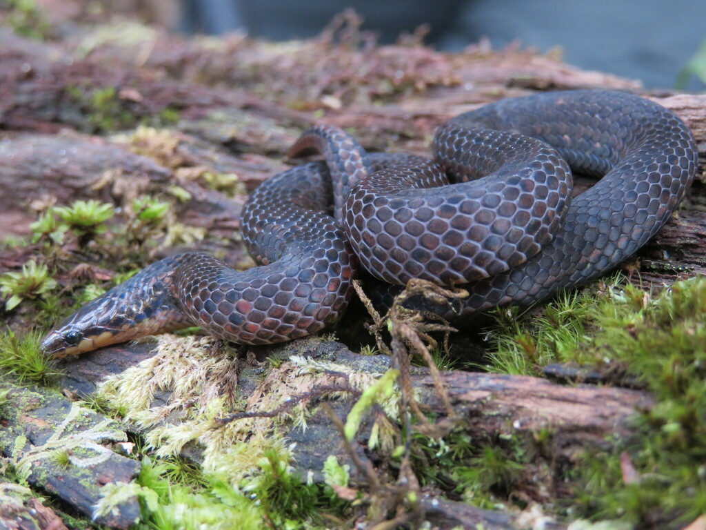 Common Rough-sided Snake in September 2018 by Anna Wittmer · iNaturalist