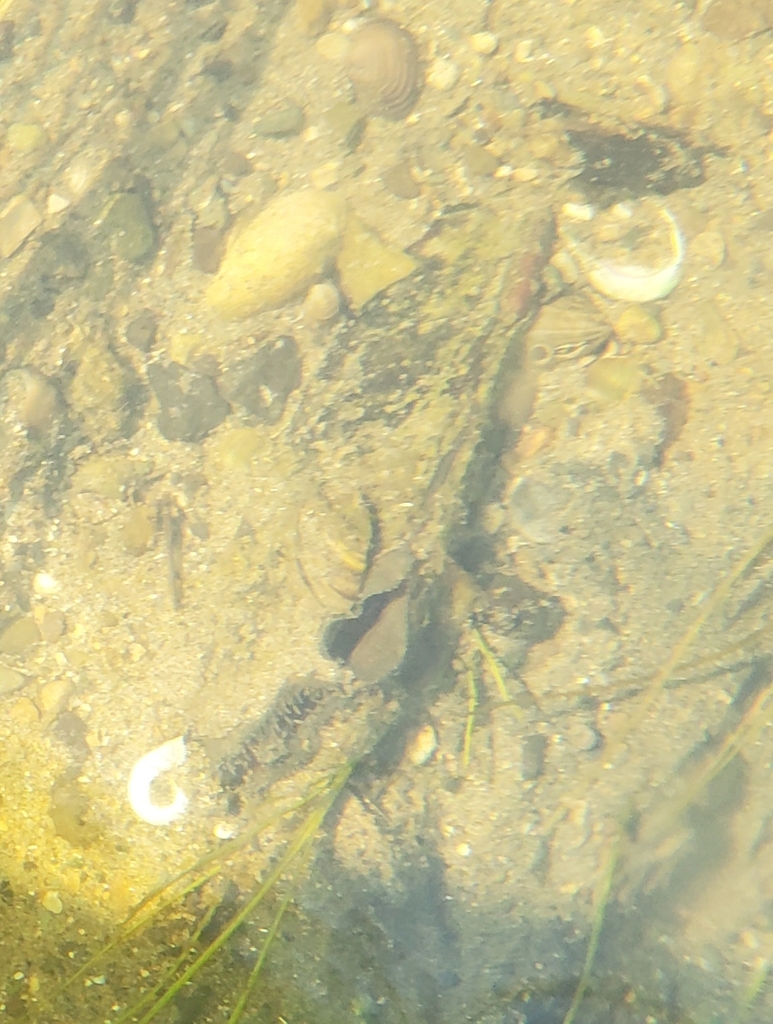Black Sandshell from Hudson Mills Metropark on June 4, 2023 at 05:08 PM ...