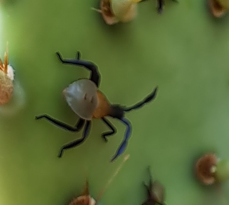 Cactus Coreid Bug from Las Cruces, Nuevo México 88011, EE. UU. on June ...