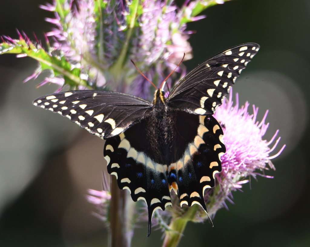 Palamedes Swallowtail from Florida, USA on April 11, 2023 at 10:58 AM ...