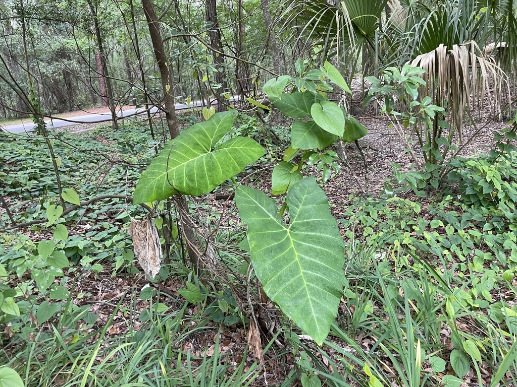Arrowleaf Elephant's Ear from Ellyson St, Jacksonville, FL, US on June ...