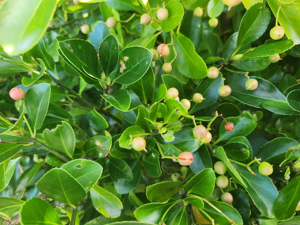 Japanese spindle tree from Greymouth 7805, New Zealand on May 28, 2023 ...
