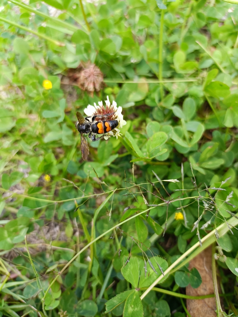 Caribbean scoliid wasp from Urcuqui, Ecuador on June 3, 2023 at 11:36 ...