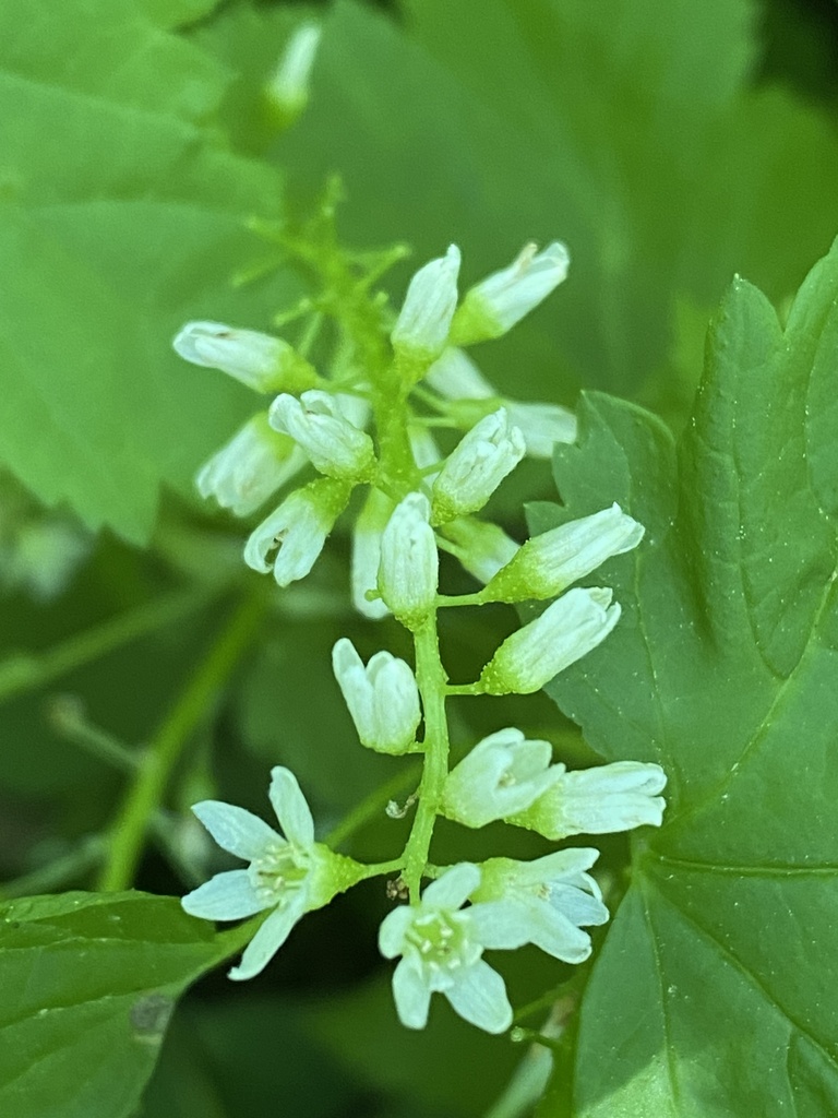 western black currant from Okanogan - Wenatchee National Forest ...