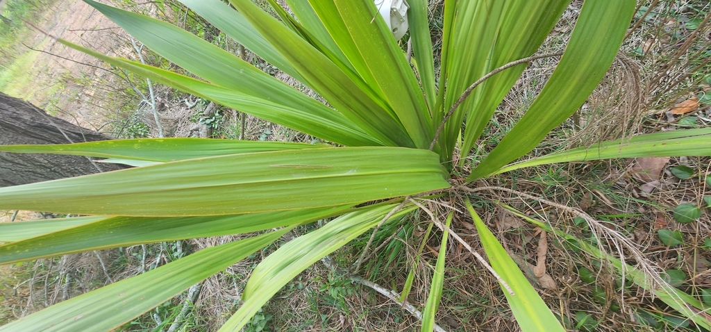 Gymea Lily from Baulkham Hills - North, AU-NS, AU on June 2, 2023 at 08 ...