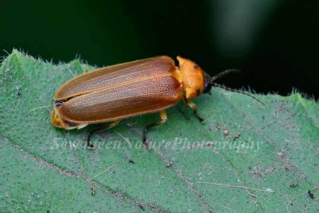Aquatica leii from 中国南京市玄武区 on June 1, 2023 at 10:25 PM by 石柒 · iNaturalist