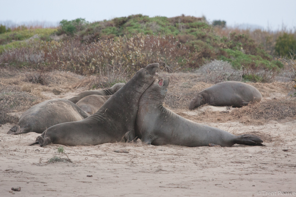 Northern Elephant Seal from San Mateo County, CA, USA on December 26 ...