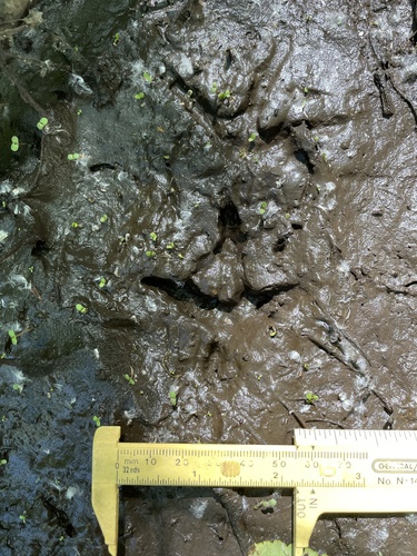 iNaturalist Tracking Database – NatureTracking