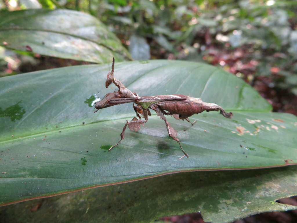 Dragon Mantis from Pastaza, EC-PA, EC on February 14, 2014 at 10:17 AM ...