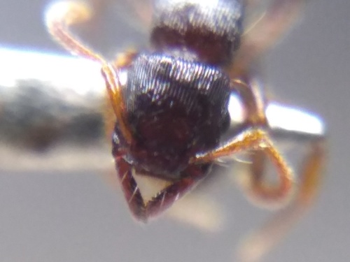 Gnamptogenys regularis · iNaturalist