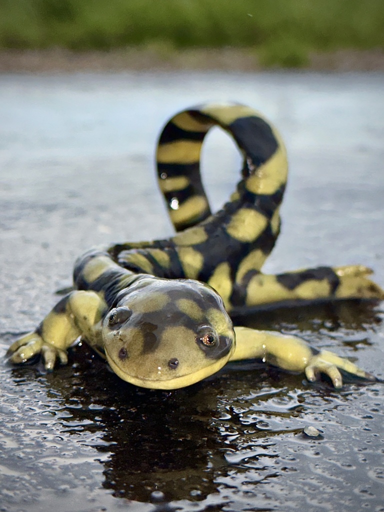 Western Tiger Salamander from US-385, Cheyenne Wells, CO, US on June 04 ...