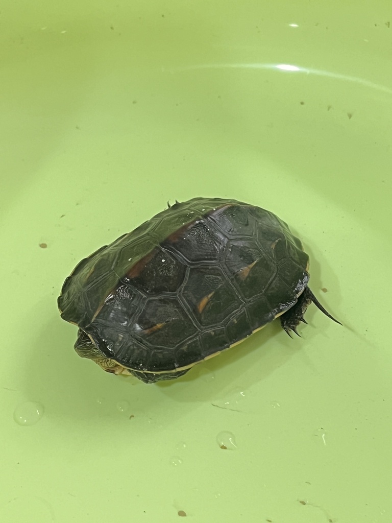 Common thread turtle from 後龍鎮, TW on June 5, 2023 at 12:53 PM by 呂世龍 ...