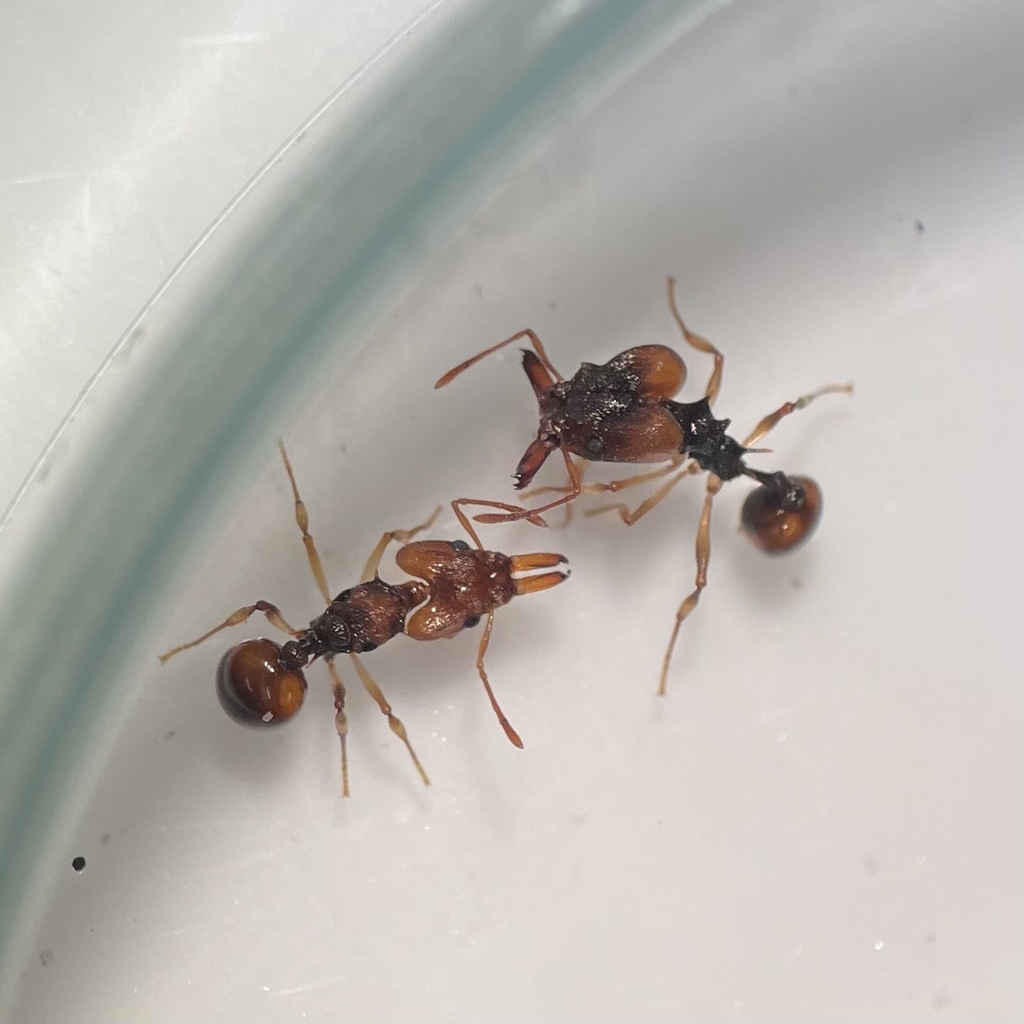 Orectognathus versicolor from Woondum National Park, Kin Kin, QLD, AU ...