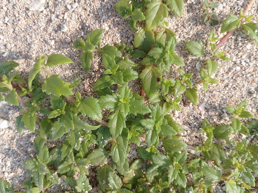 Wedelia prostrata from 885台灣澎湖縣湖西鄉紅羅村 on June 5, 2023 at 04:31 PM by ...