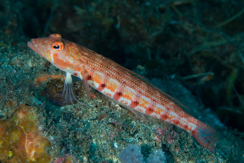 Parapercis multiplicata · 愛自然-臺灣(iNaturalist Taiwan)