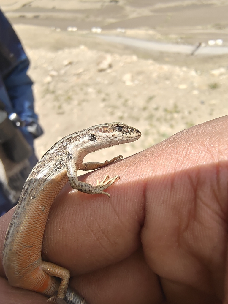 Himalaya Ground Skink from 82J4+VRR, Kibber, Himachal Pradesh 172114 ...