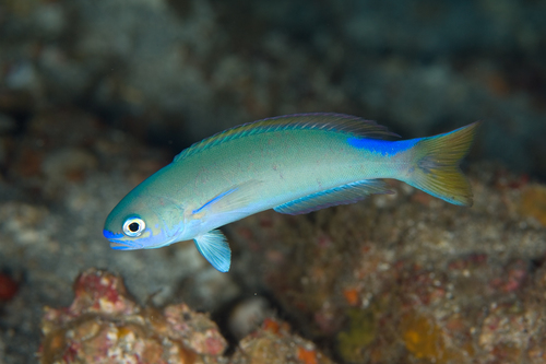 Blue Green Tilefish (Hoplolatilus randalli) · iNaturalist