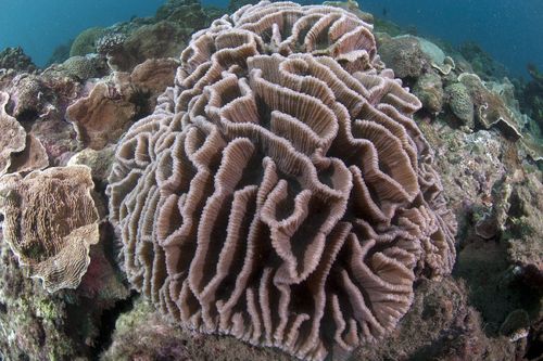 Common Lettuce Coral (Pectinia lactuca) · iNaturalist
