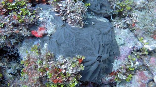 Clathria eurypa · iNaturalist