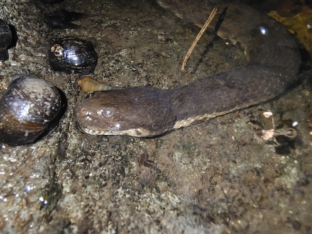 Asian Bockadam from Andaman and Nicobar Islands 744211, India on April ...