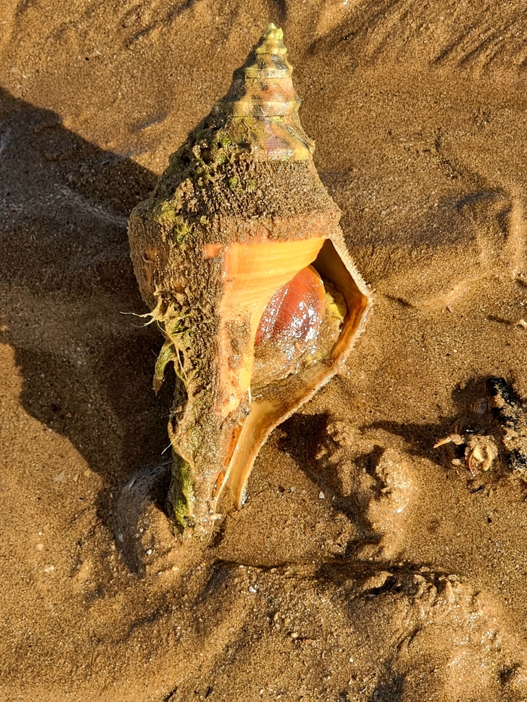 Australian Trumpet from Port Hedland WA 6721, Australia on June 5, 2023 ...