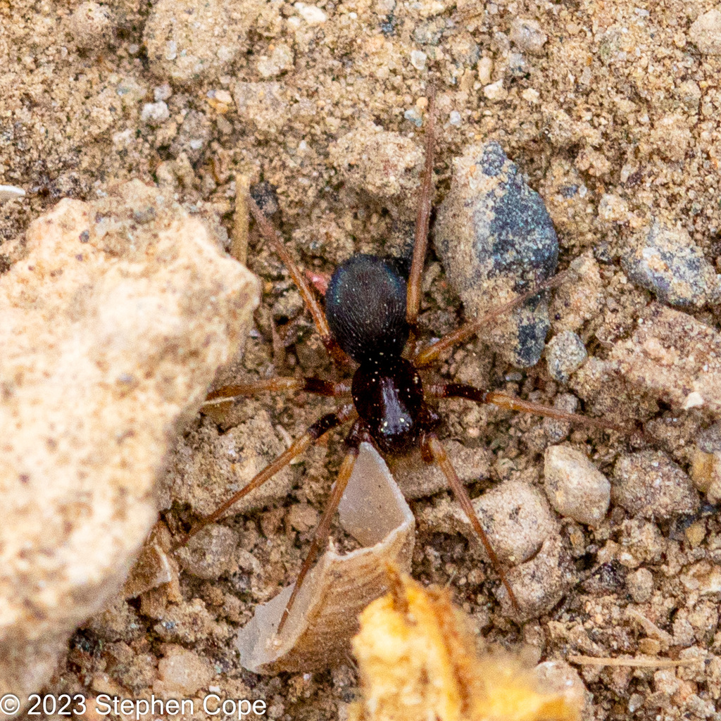 Ant Spiders from 04815 Almanzora, Almería, Spain on May 12, 2023 at 01: ...